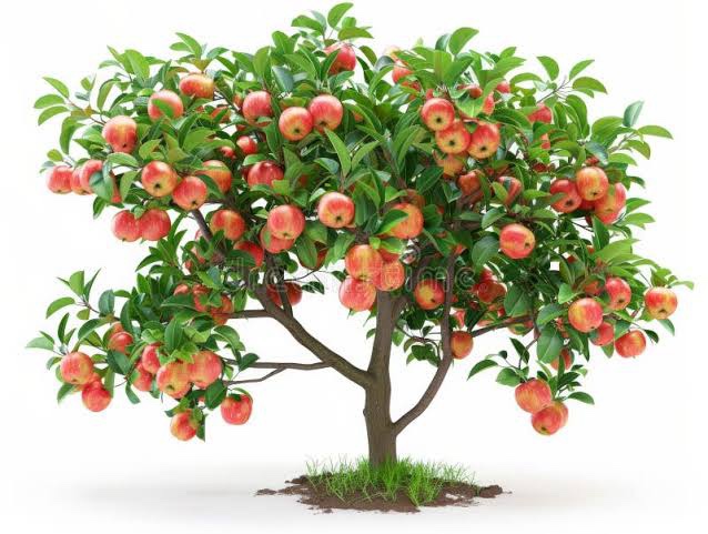 BIBLICAL FRUITFULNESS Perspectives by Roy Pillay/Elise Barnes | CCF ...
